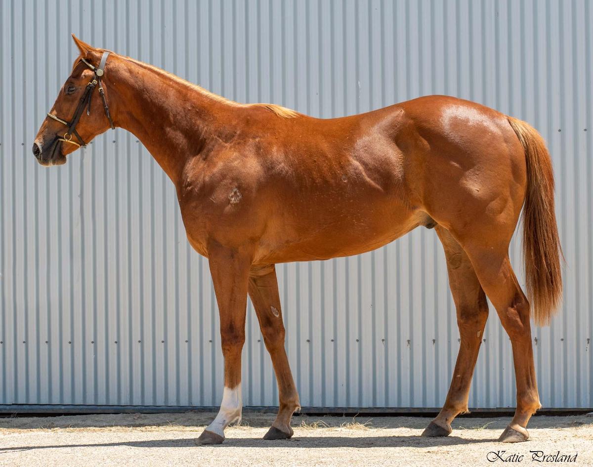 Barood x Tambang Besi