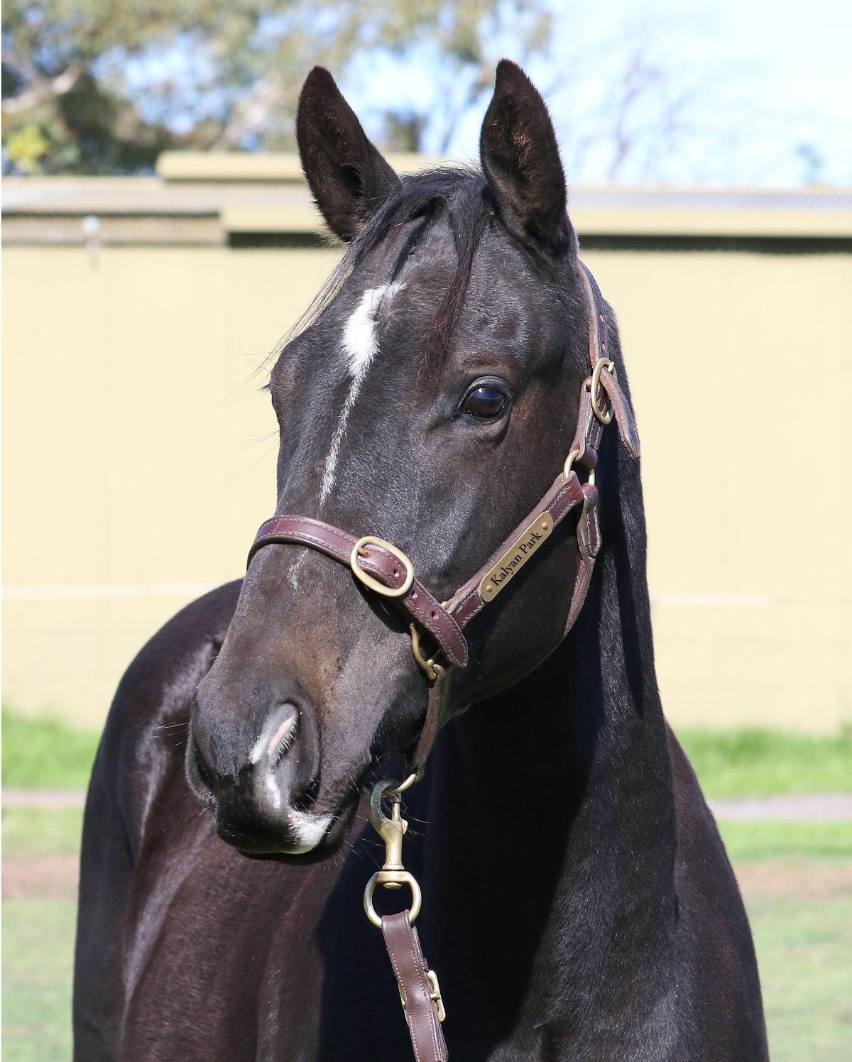 Camp Cable | Bloodstock Exchange
