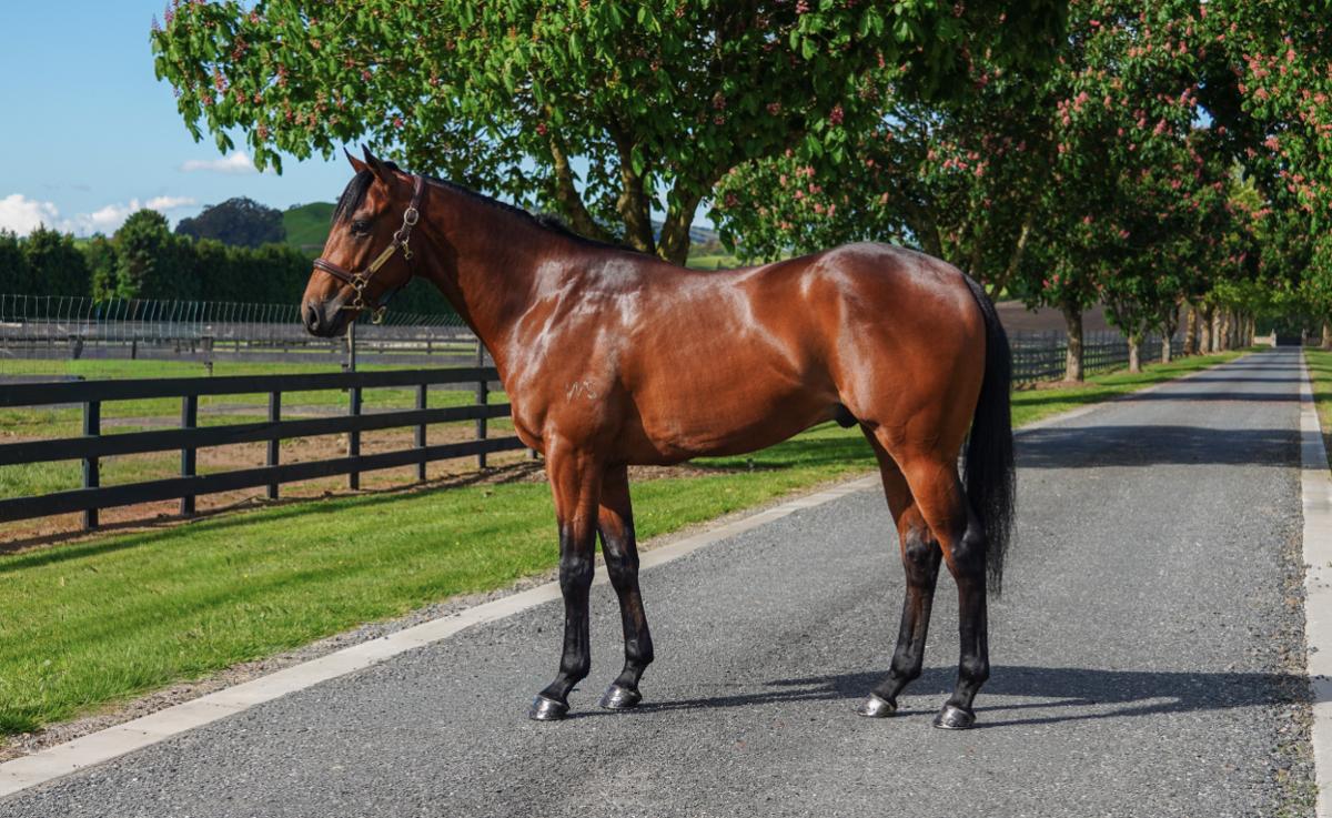 Savabeel x Happily '23 Colt(Thoroughbred)(Feature)