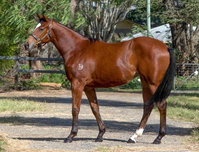 Zousain x Debt'n'deficit | Bloodstock Exchange