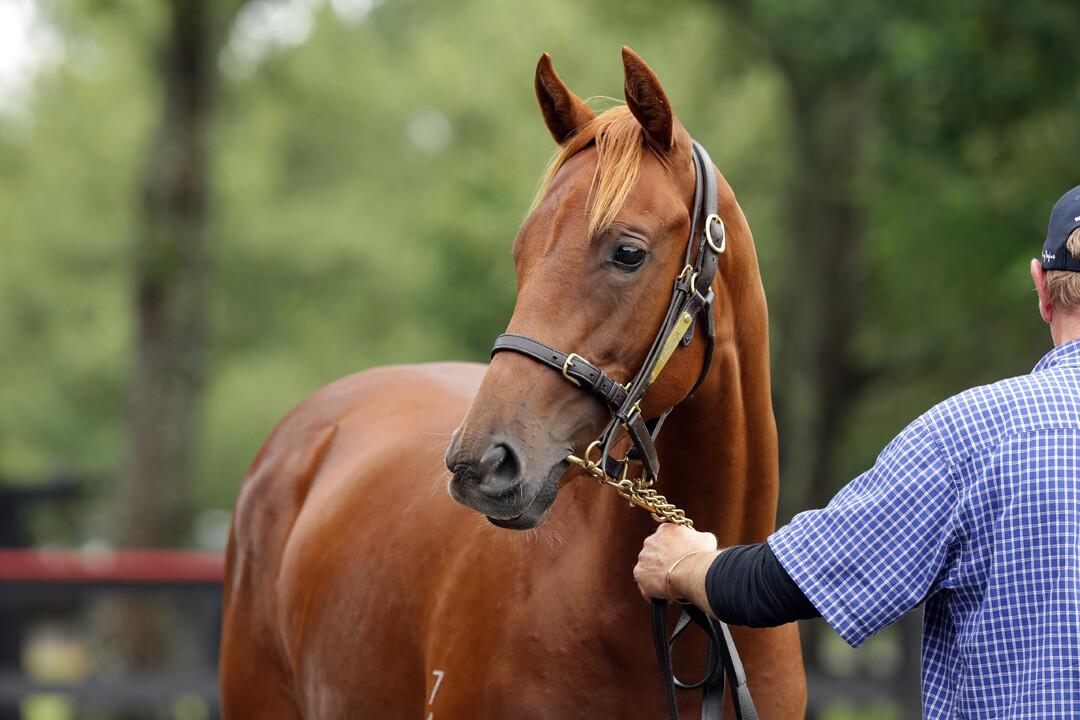 Reliable Man - Black Sav Filly