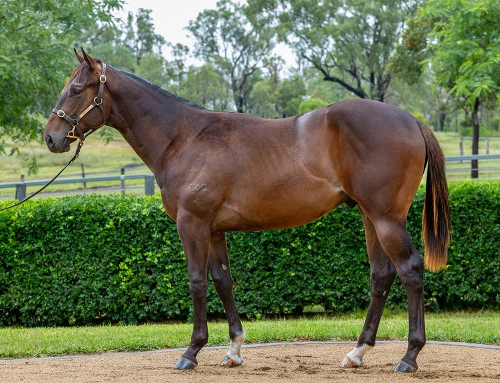 Spirit of Boom x Enolaba Lass