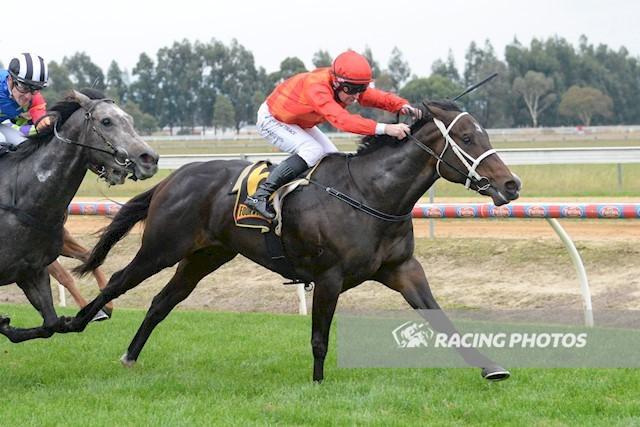 FIGHTING SANAMI WINS.....2 weeks after crossing the line