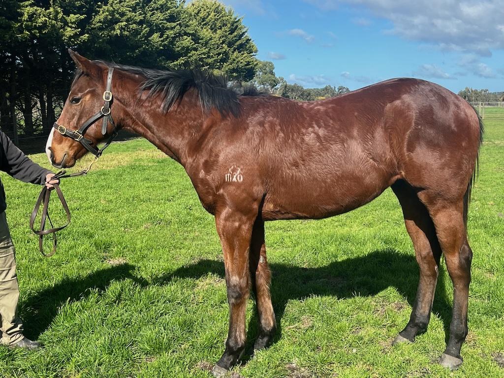 Smart Missile x Blue Angel