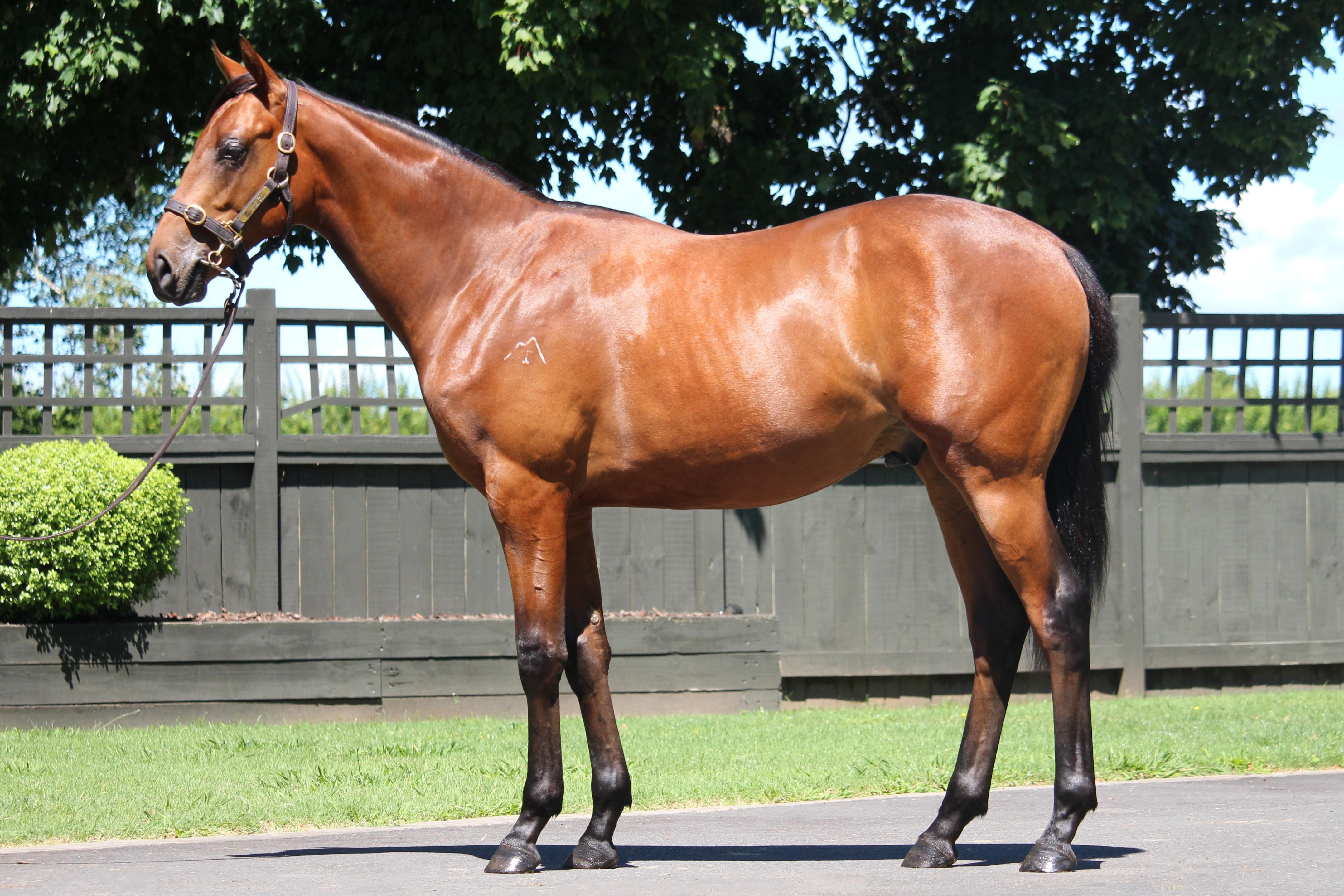 Profondo x Deedee Panache Colt '24