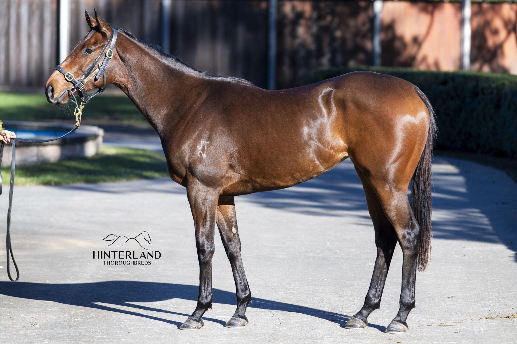 Celebrity Torque stays unbeaten