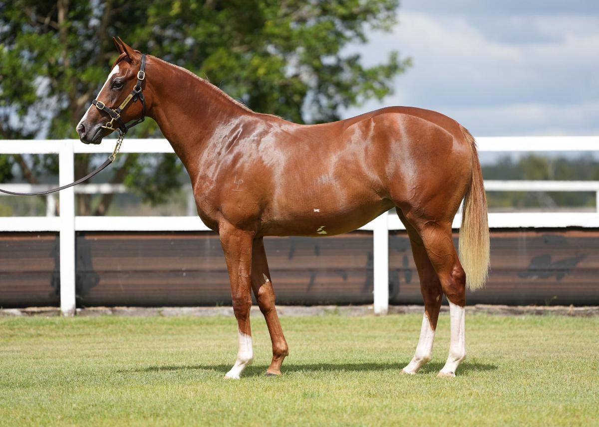 St Mark's Basilica x Splendido Filly | Bloodstock Exchange