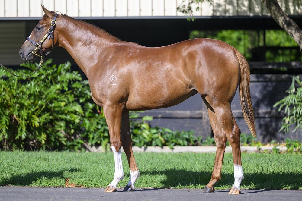 Magic Millions Day 2 & 3 Wrap Up